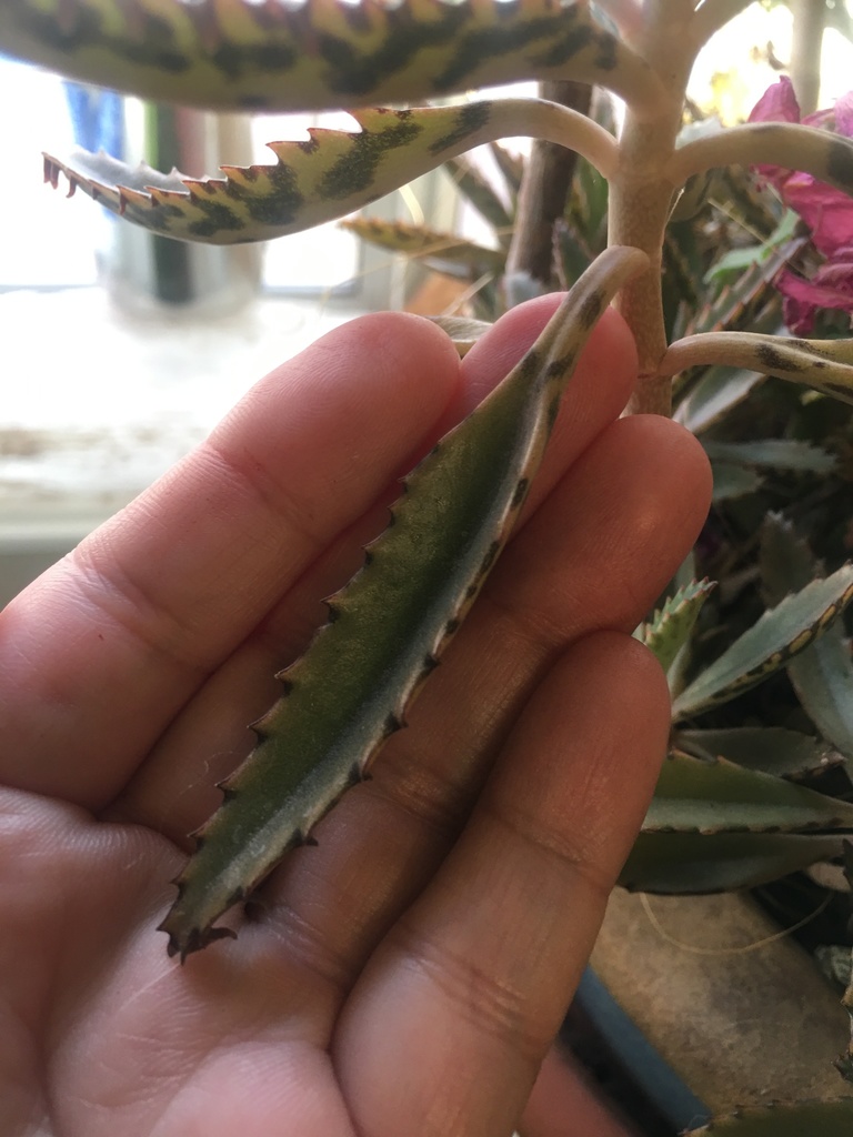 Alligator plant from Ninth St SW, Albuquerque, NM, US on December 16 ...