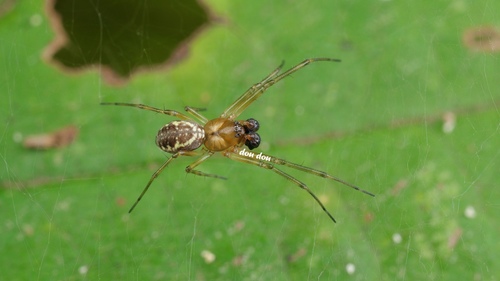 Neriene japonica · iNaturalist