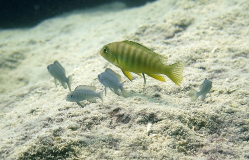 Tropheops romandi · iNaturalist