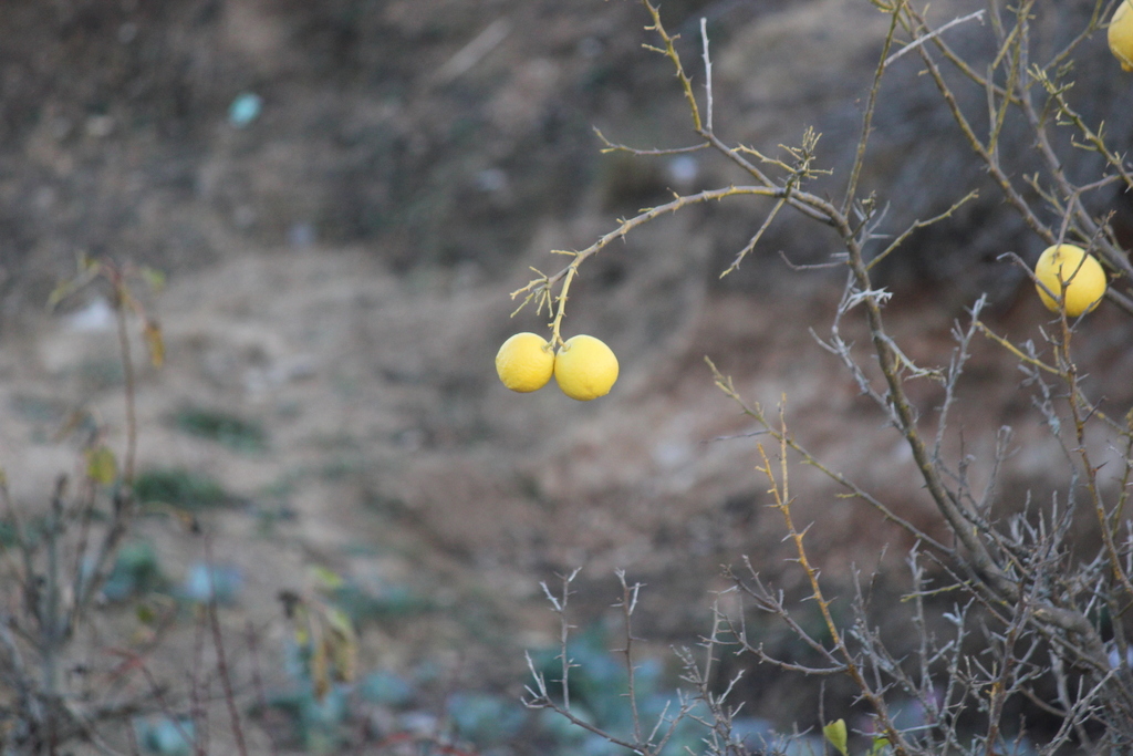 Lemon from Mukteshwar, Uttarakhand, India on December 14, 2020 at 02:12 ...