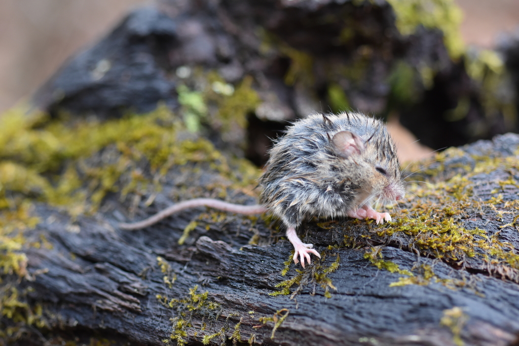Eastern Harvest Mouse from Sullivan County, TN, USA on December 14 ...
