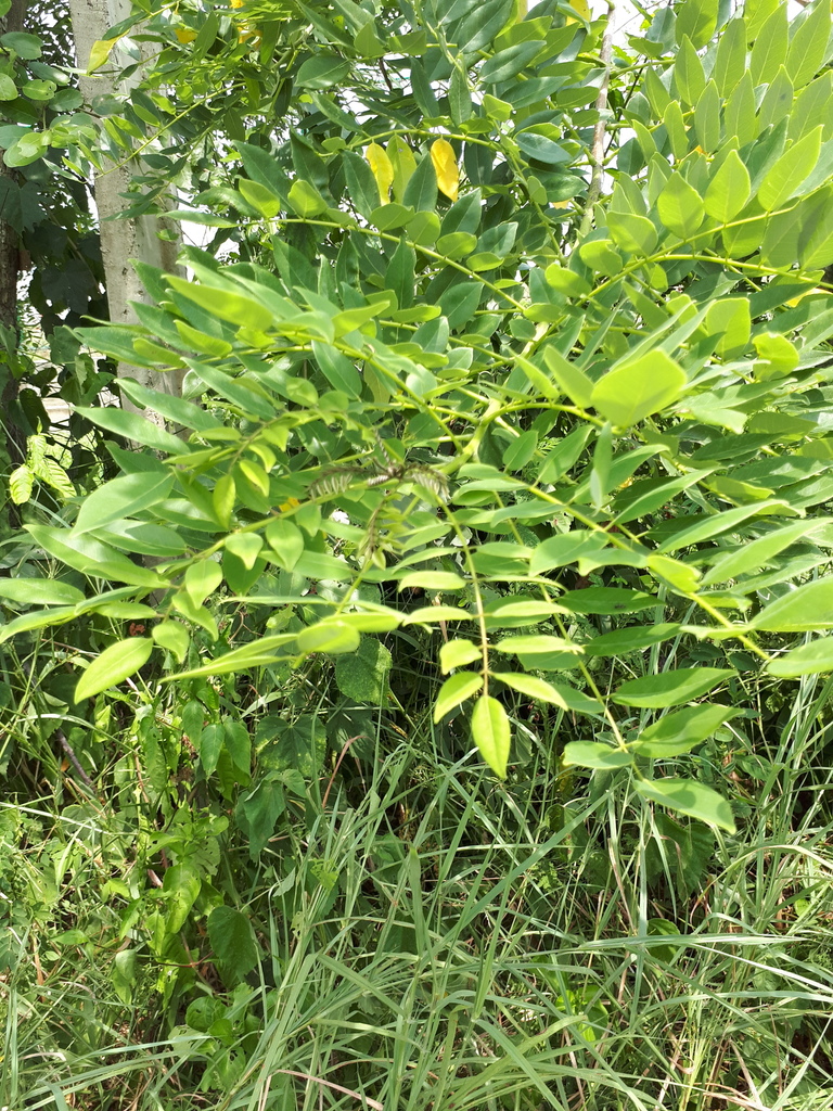 Fence Post Tree from Bocachica, Bolivar, Colombia on September 4, 2017 ...