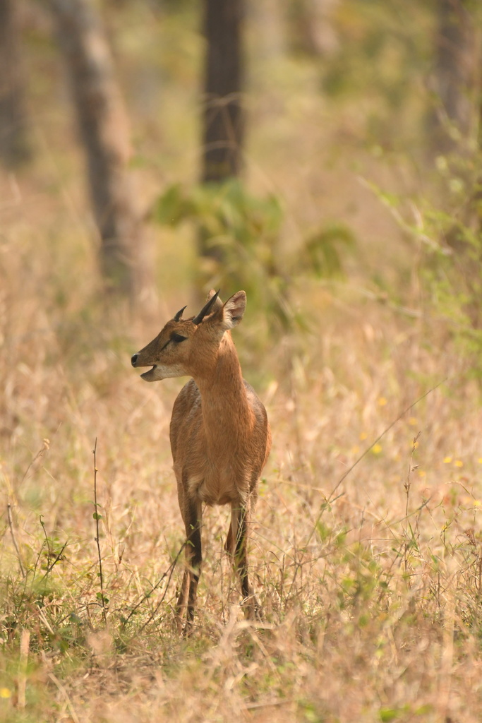 Four-horned Antelopes (Tetracerus) - Know Your Mammals
