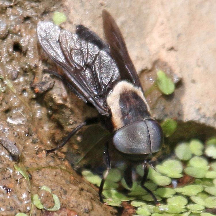 Western Horse Fly Tabanus Punctifer Tabanidae Diptera Horse Fly