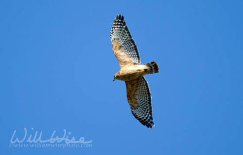 Beaver Wetland Walk · NaturaLista Colombia