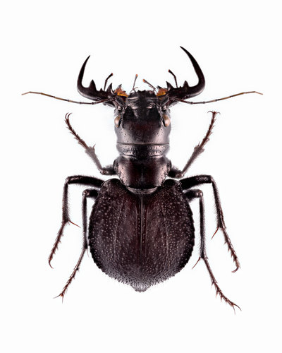 Manticora mygaloides · iNaturalist