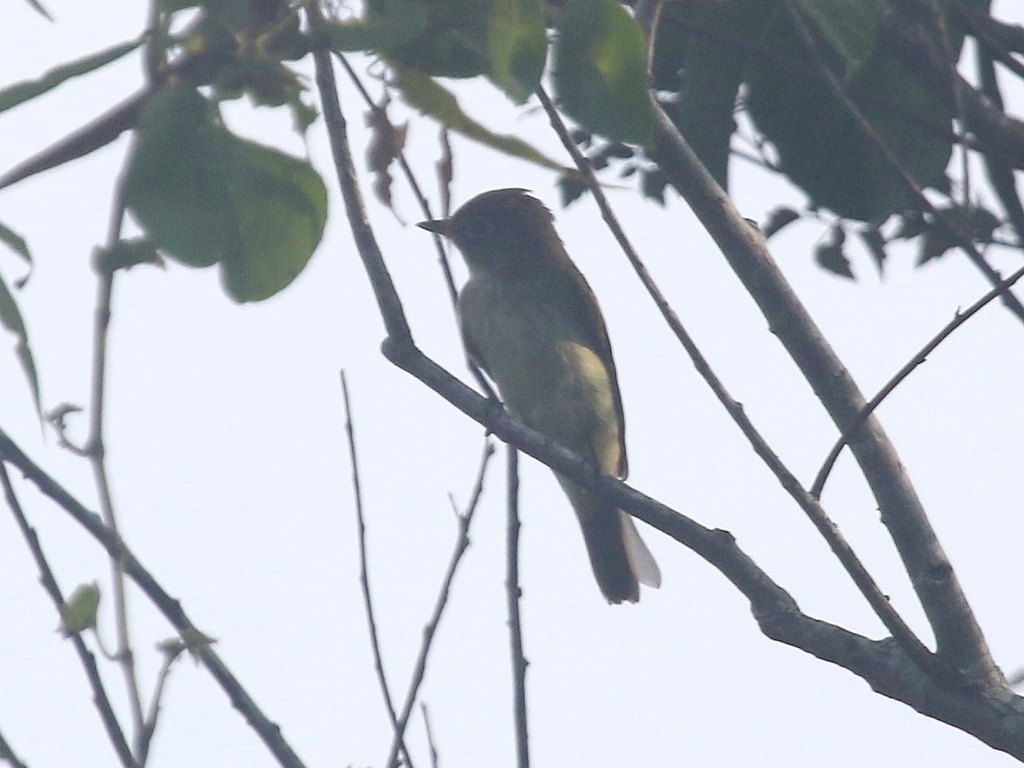 Alder Flycatcher from Palm Beach County, FL, USA on September 20, 2020 ...