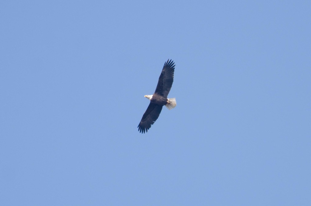 Bald Eagle from St. Louis, MO, USA on December 17, 2020 at 03:27 PM by ...