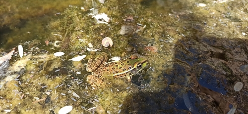 Observations by milka18 · iNaturalist