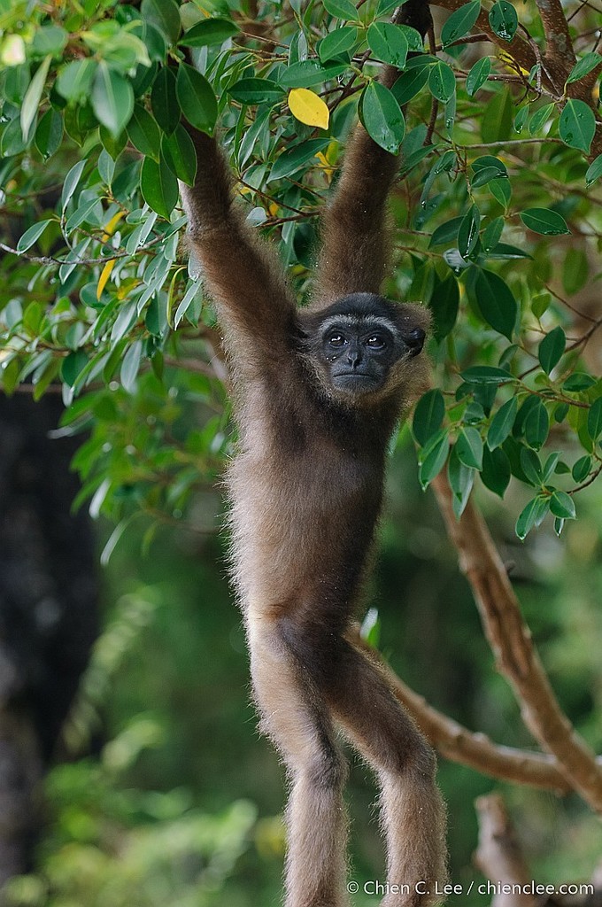 Abbott's Gibbon in December 2006 by Chien Lee. Released rehab ...