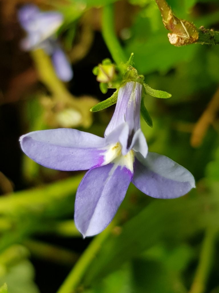 forest lobelia from Nimbin NSW 2480, Australia on December 18, 2020 at ...