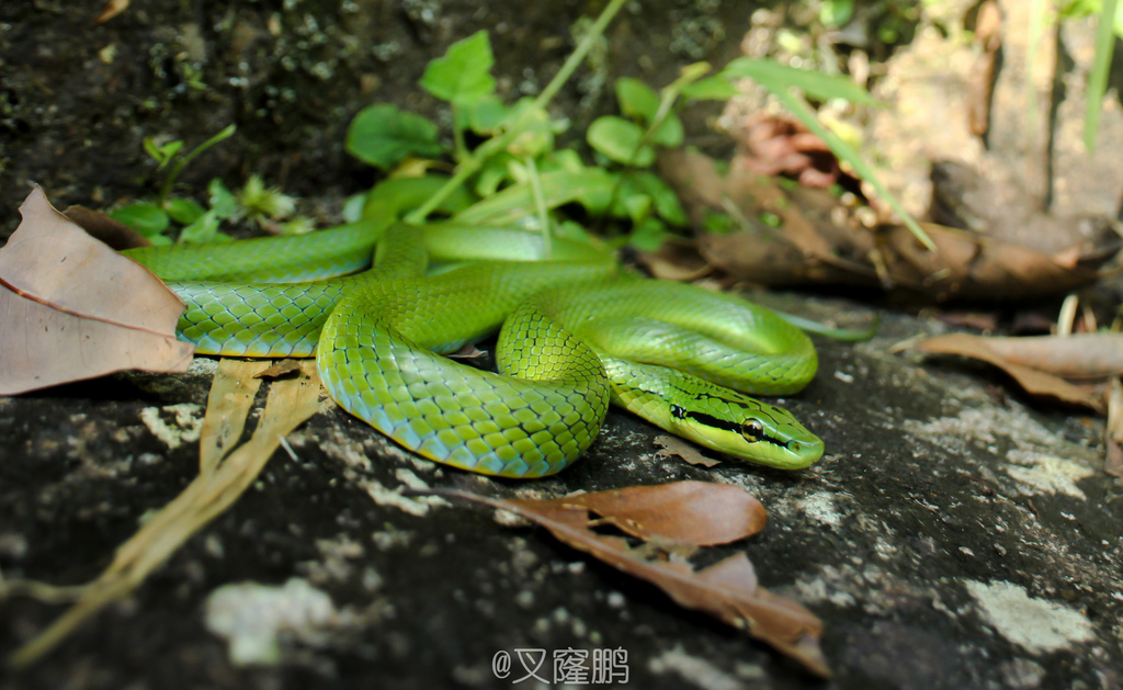 Rein Snake from 中国广东省韶关市乳源瑶族自治县 on October 4, 2018 at 10:20 AM by ...