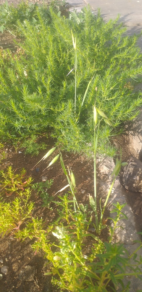 wild oat from Jargalant, Mongolia on August 11, 2020 at 07:25 AM by ...