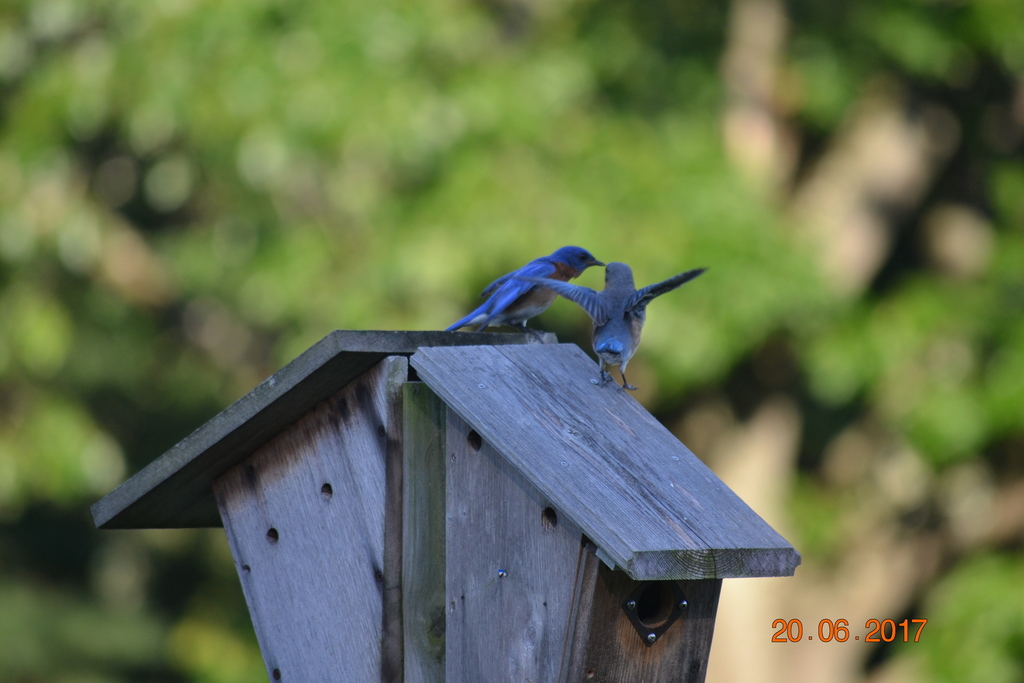 Eastern Bluebird from Montgomery County, PA, USA on June 20, 2017 at 05 ...