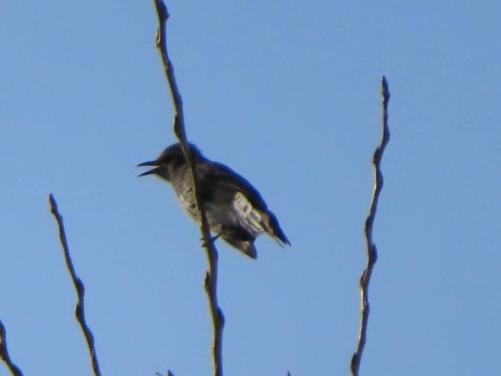 Brown-eared Bulbul from 日本 〒060-0818 on December 18, 2020 by 西村一彦 ...