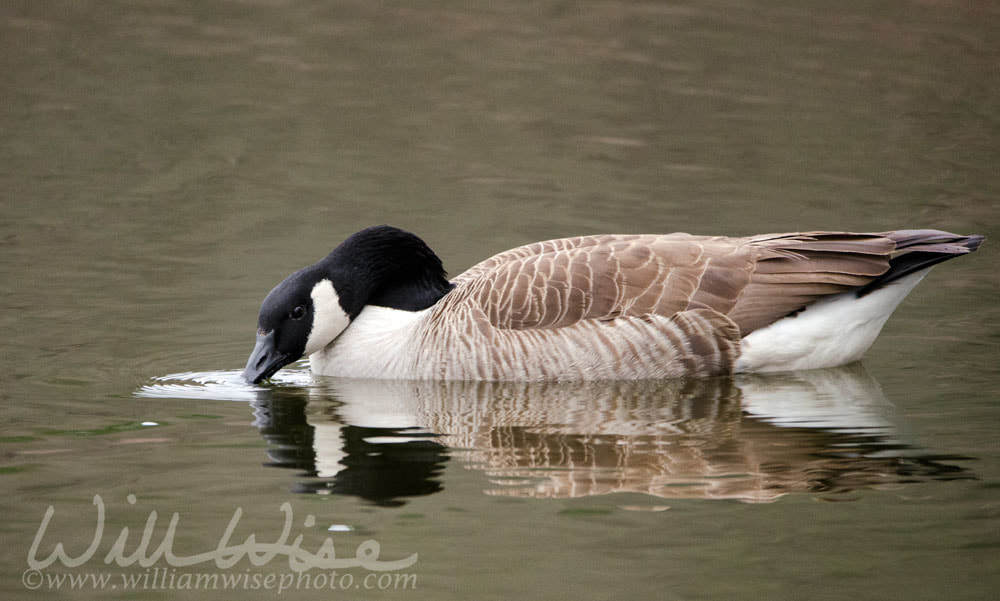 Canada Goose from Walton County, GA, USA on February 14, 2018 at 02:40 ...
