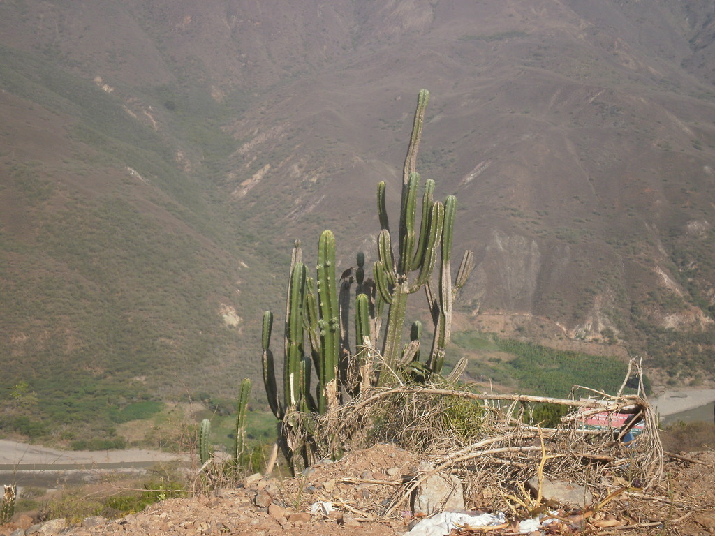 Mezcalito en enero de 2013 por . · NaturaLista Colombia