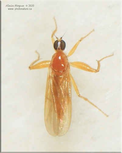 Platypalpus melleus · iNaturalist