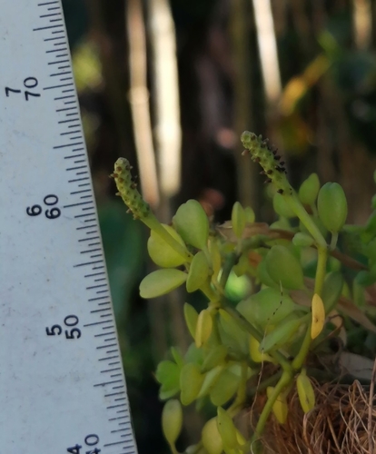 Peperomia hoffmannii · NaturaLista Colombia