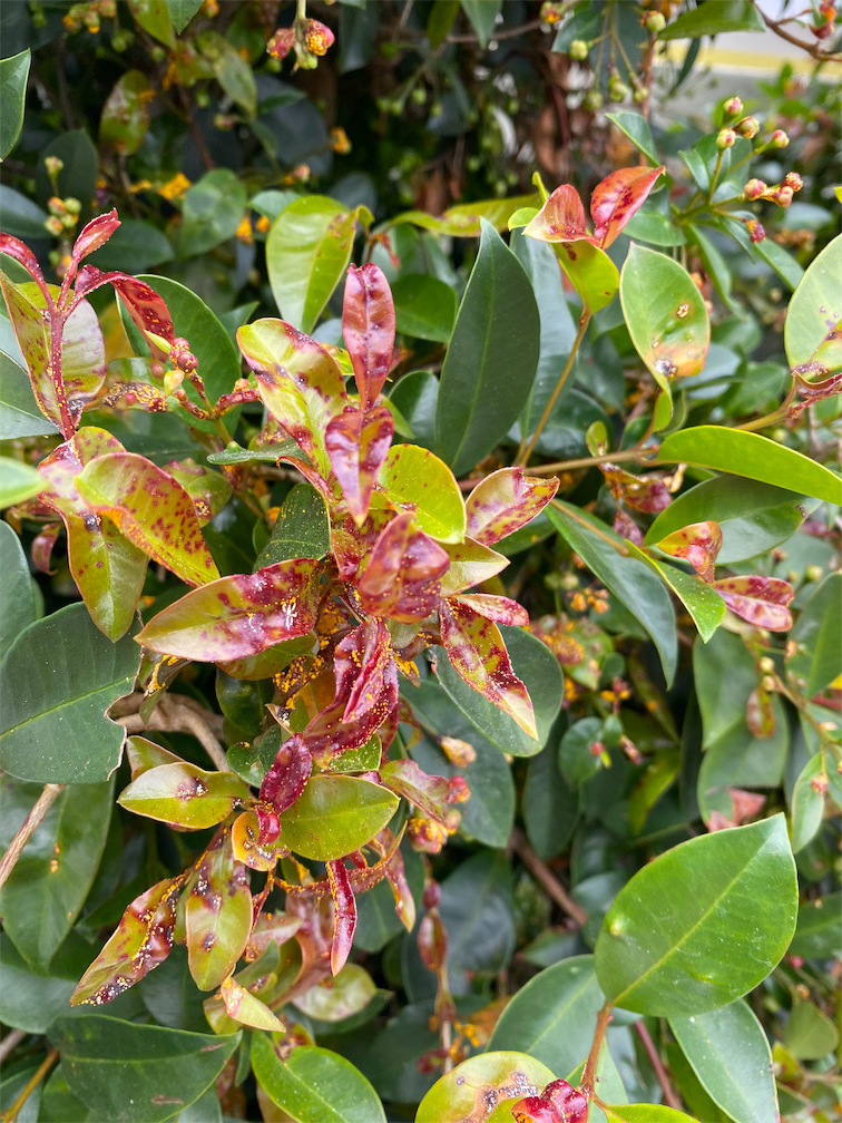 Myrtle Rust in December 2020 by fabianp1 · iNaturalist
