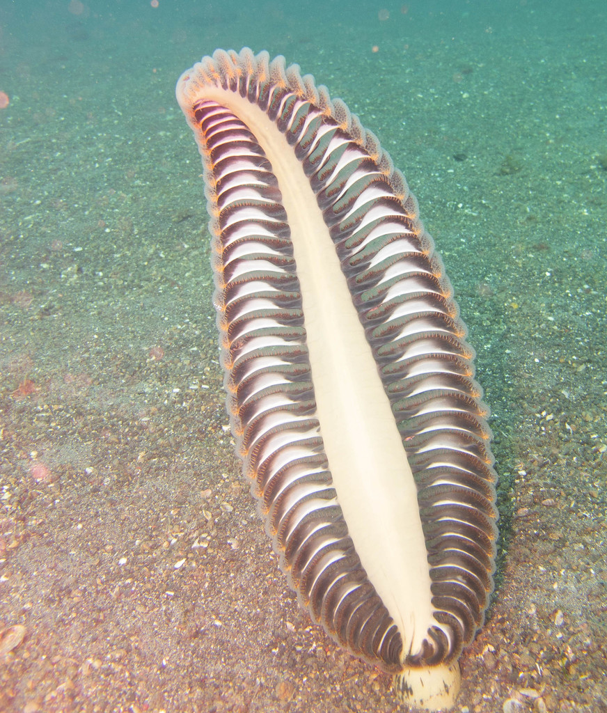 Pteroeides argenteum from Lembeh Strait, Indonesia on June 4, 2018 by ...