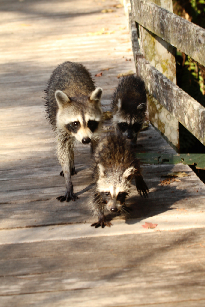 Common Raccoon from Corkscrew Swamp Sanctuary Boardwalk, Naples, FL ...