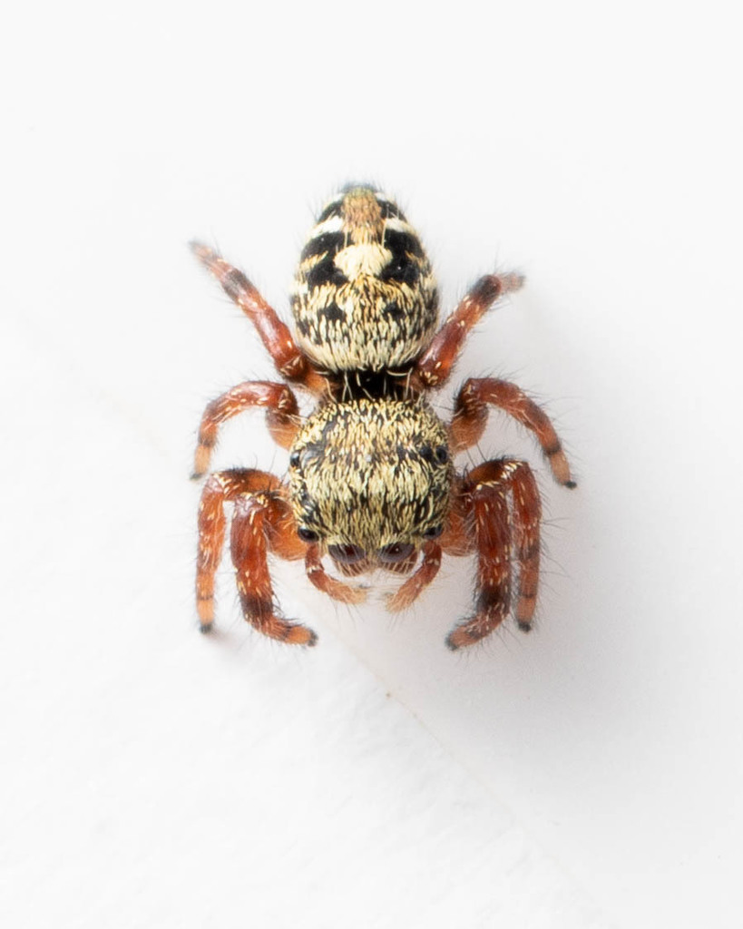 Bold Jumping Spider from Park Hill, Denver, CO, USA on October 14, 2018 ...