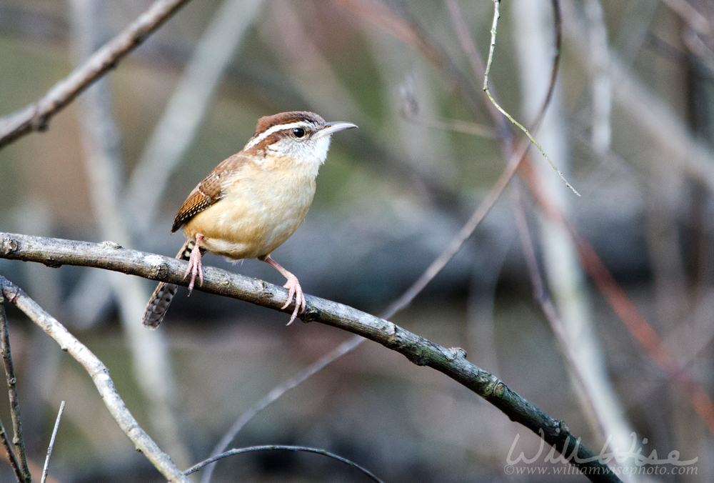 Carolina Wren from Walton County, GA, USA on February 16, 2018 at 10:24 ...