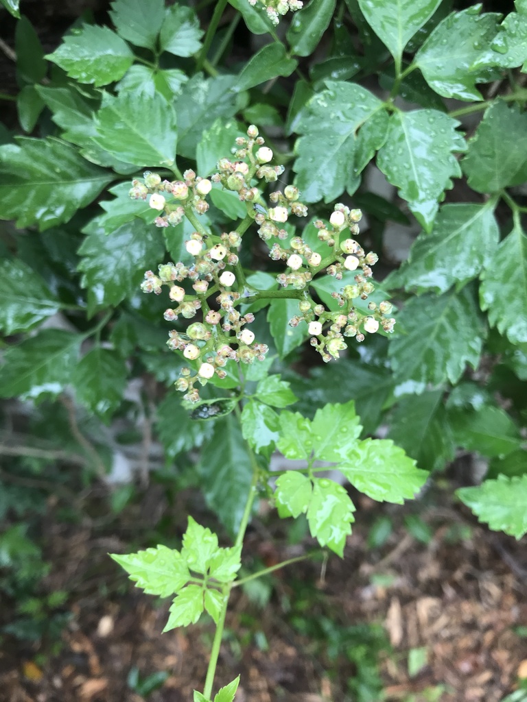 Slender Grape from Nepean Gardens Place, Glenbrook, NSW, AU on December ...