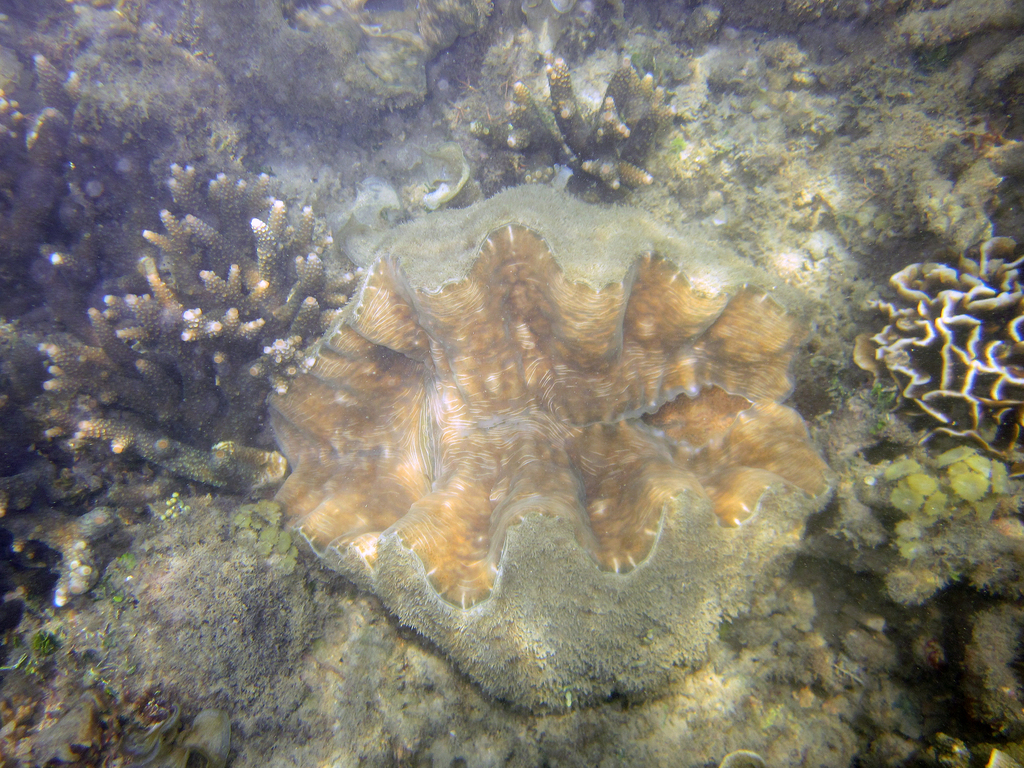 Bear Paw Clam in December 2013 by Terry Gosliner · iNaturalist