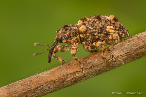 Colobodes billbergii · iNaturalist