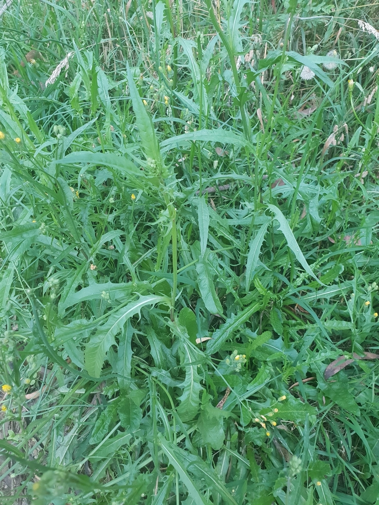 Smooth hawksbeard from Bright VIC 3741, Australia on December 19, 2020 ...