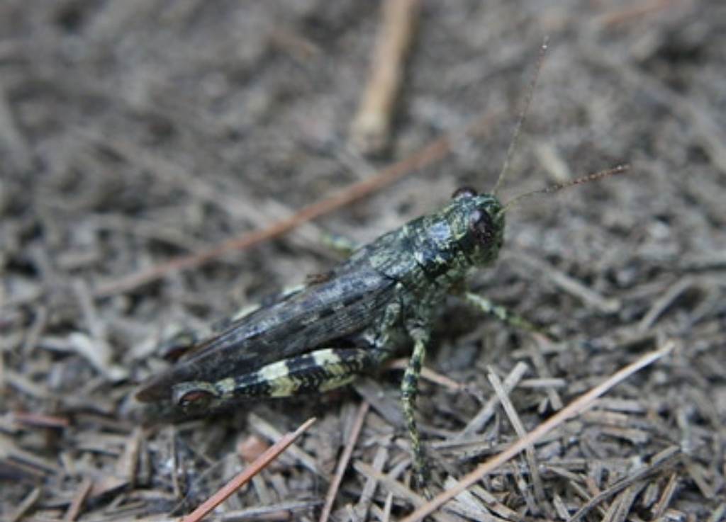 Pine tree Spur-throat Grasshopper from Texas Charter Township, MI, USA ...
