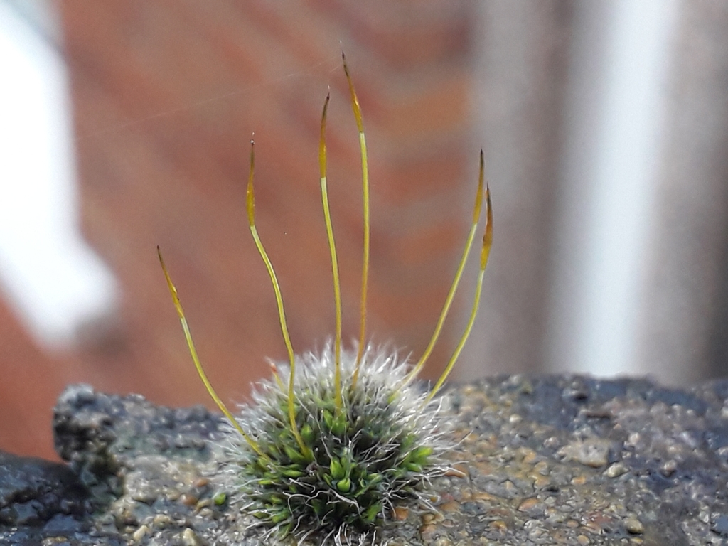 Wall Screw-moss (Tortula muralis) - Botanical Realm