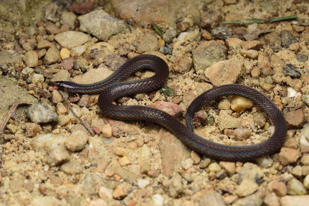 Cantor's Dwarf Reed Snake (Pseudorabdion longiceps) - Snakes and Lizards