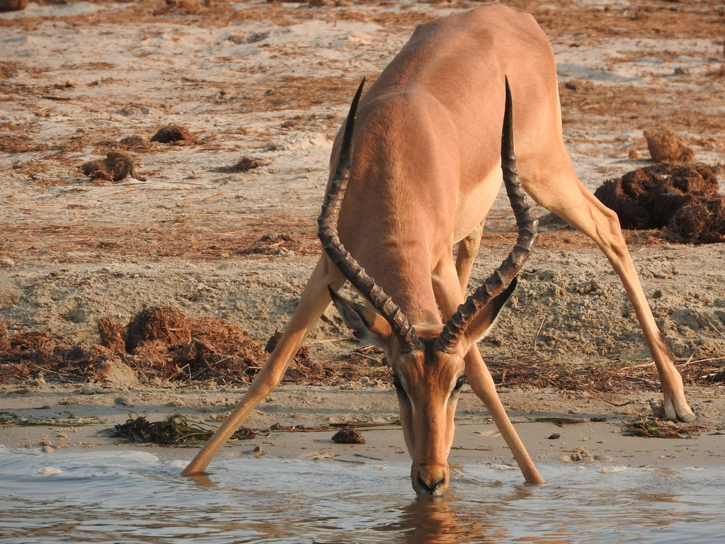 Common Impala from North-West District, Botswana on October 10, 2015 at ...