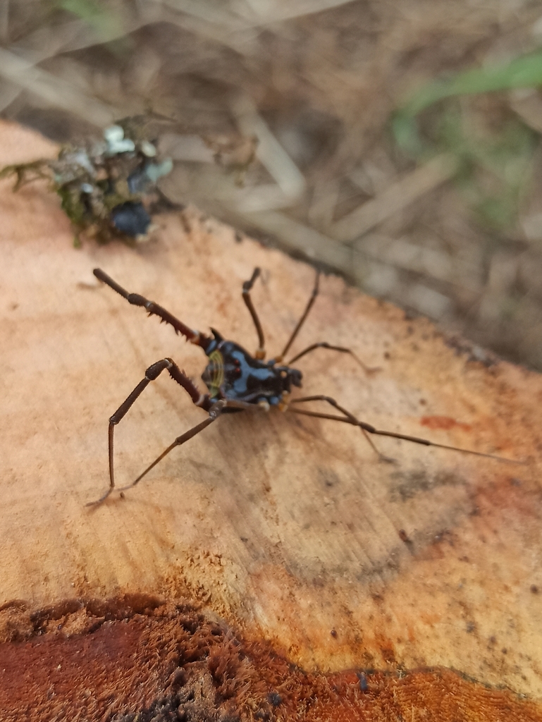 Sadocus asperatus from Lanco, Los Ríos, Chile on December 19, 2020 at ...
