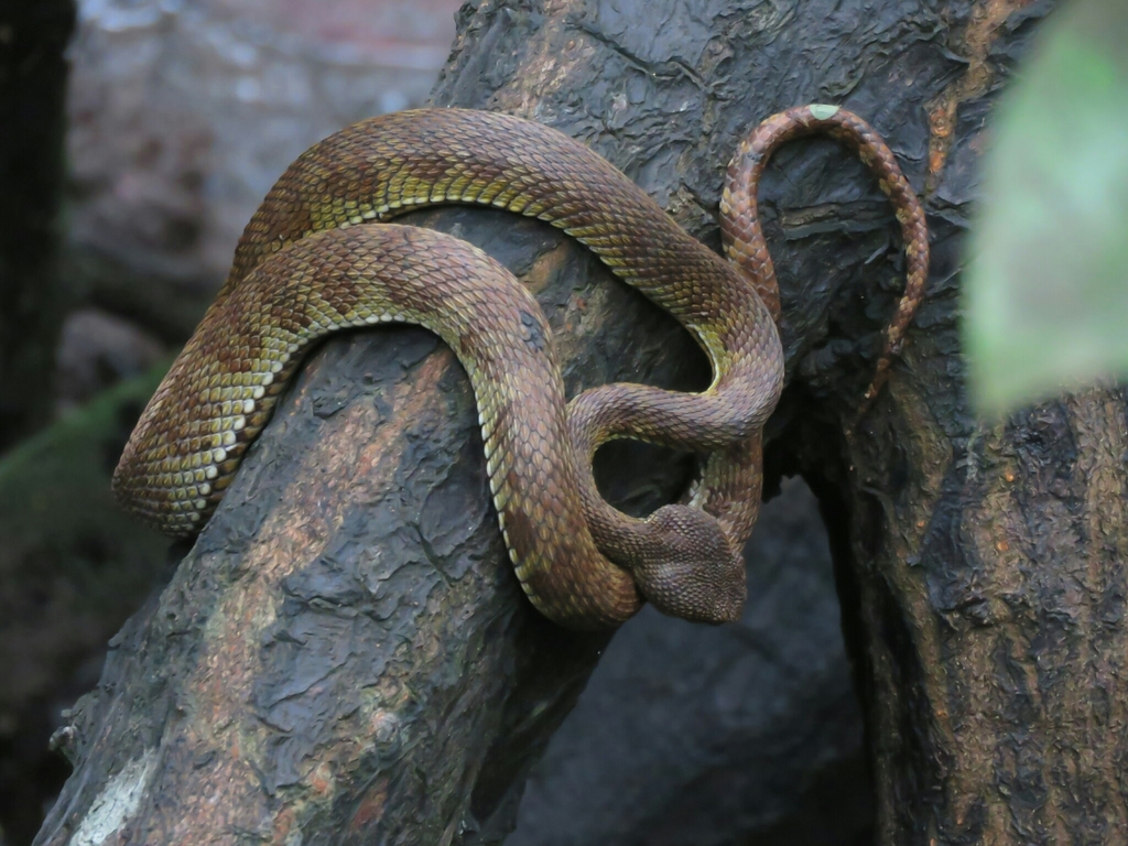 Mangrove Viper from Pasir Ris, Singapore on December 19, 2020 at 12:39 ...