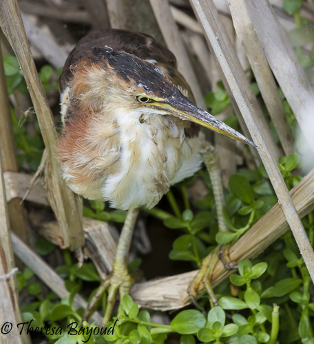 Subespecies Botaurus exilis exilis · Naturalista Costa Rica