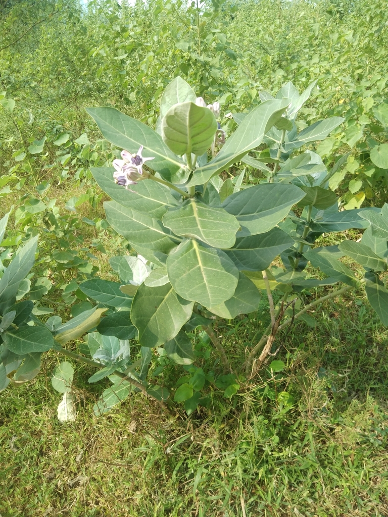 crown flower from Sivakasi on December 20, 2020 at 10:26 AM by Hatah ...