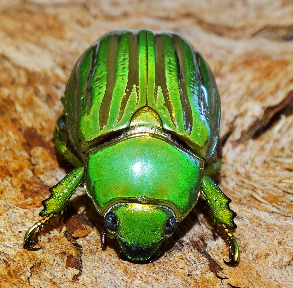 Glorious Jewel Scarab from Madera Canyon, AZ on August 22, 2014 by Jay ...