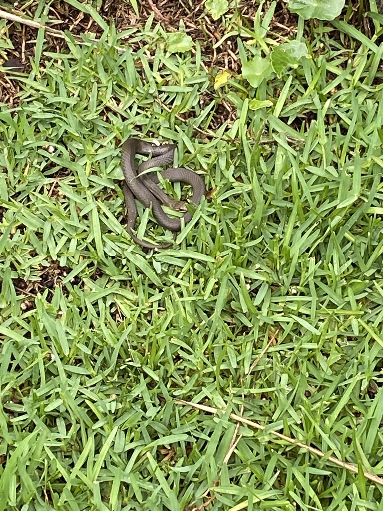 Black-bellied Swamp Snake from Seabreeze Parade, Green Point, NSW, AU ...
