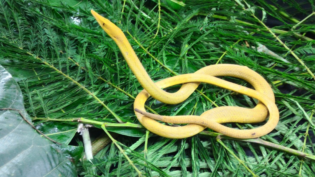 New Guinea Snake-lizard from Mimika Regency, Papua, Indonesia on March ...