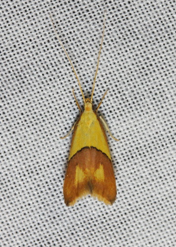 Genus Crocanthes · iNaturalist
