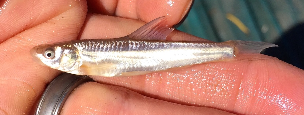 Woundfin in September 2017 by aambos · iNaturalist