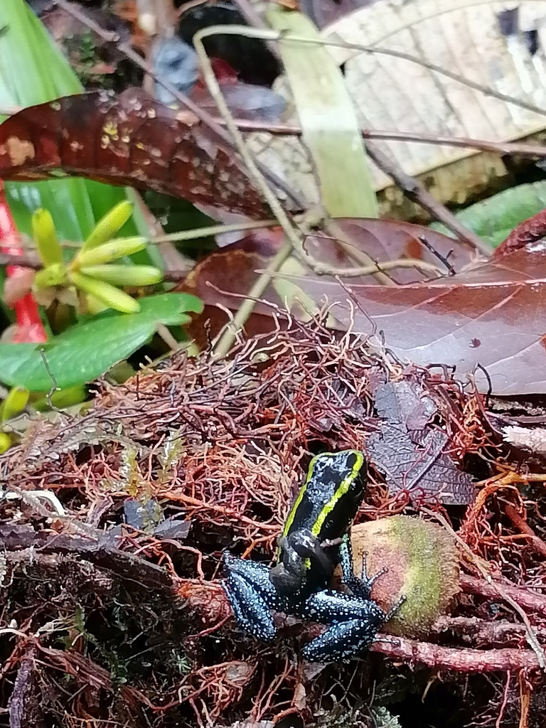 Kokoe Poison Frog from Chocó, CO on December 20, 2020 at 11:38 AM by ...