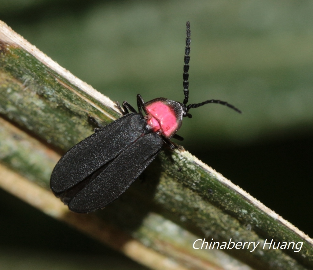 Pyrocoelia prolongata from 台灣花蓮縣 on June 30, 2014 at 10:44 AM by Lijin ...