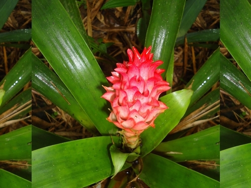 Guzmania osyana · iNaturalist United Kingdom