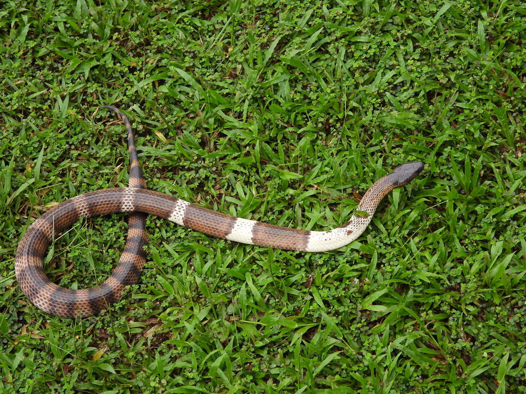 Ikaheka Snake (Micropechis ikaheca) - Snakes and Lizards