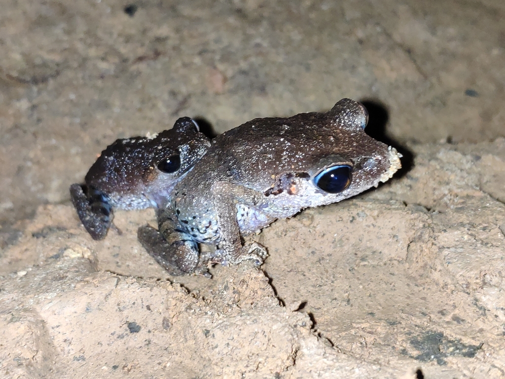 Java Spadefoot Toad from Kacang Butor, Badau, Belitung Regency, Bangka ...